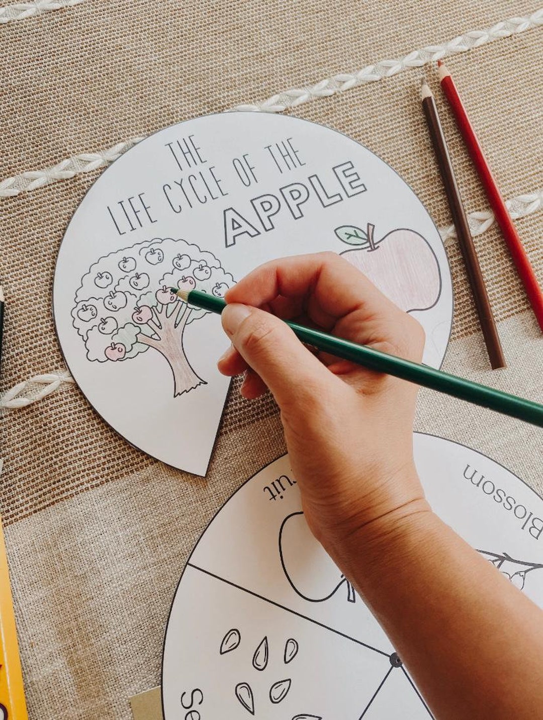 Apple Cycle Spinner Activity, Apple Life Cycle, Fall Activities for ...