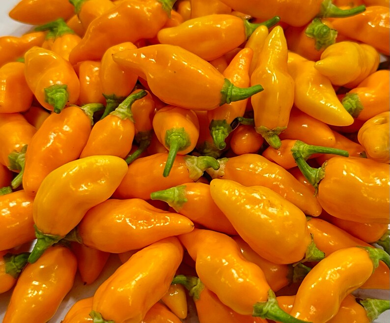 Datil Pepper Powder 100% Pure Ground Datil Peppers Freshly Grown ...