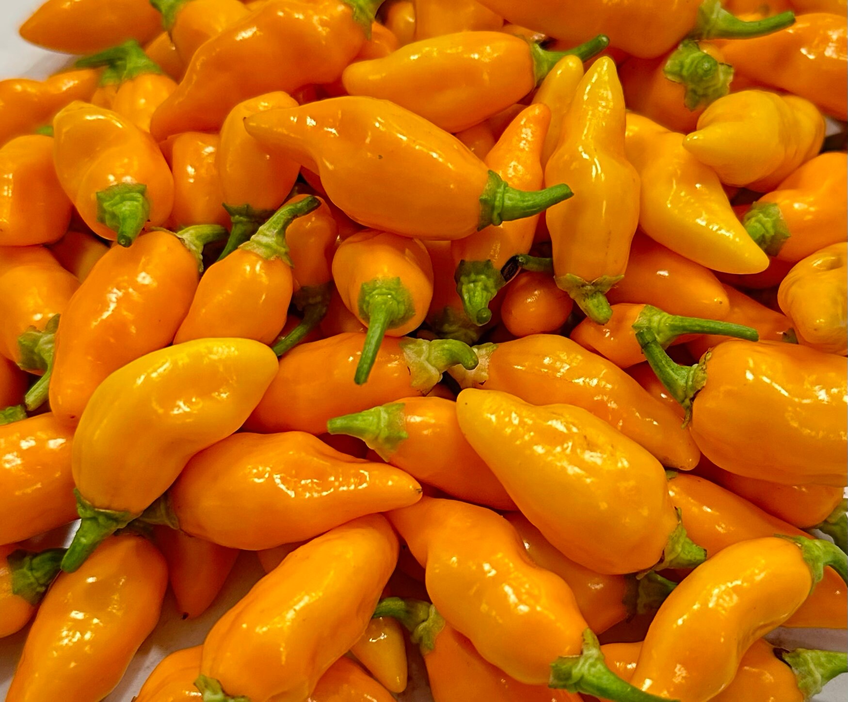 Datil Pepper Powder 100% Pure Ground Datil Peppers Freshly Grown ...