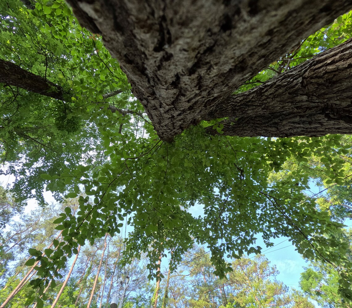 Trees to Heaven - Etsy