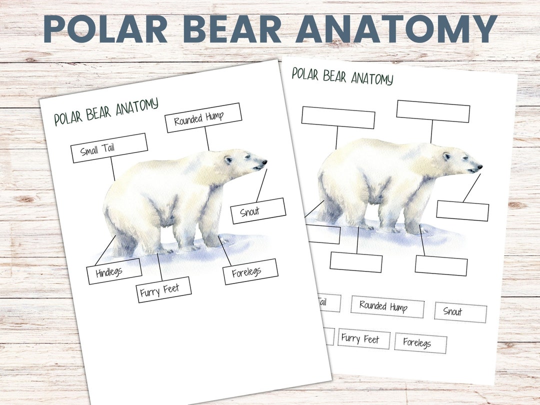 Polar Bear Anatomy Montessori Worksheets Arctic Animals Use - Etsy