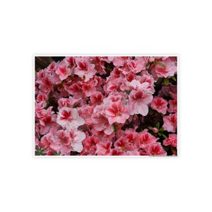 Radiant Azalea Bloom: Vibrant Nature Poster for Flower Enthusiasts - Etsy