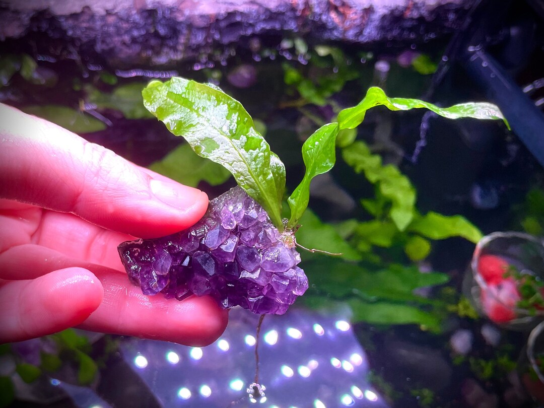 Java Fern Aquatic Plant on Amethyst Geode Rock Crystal - Etsy