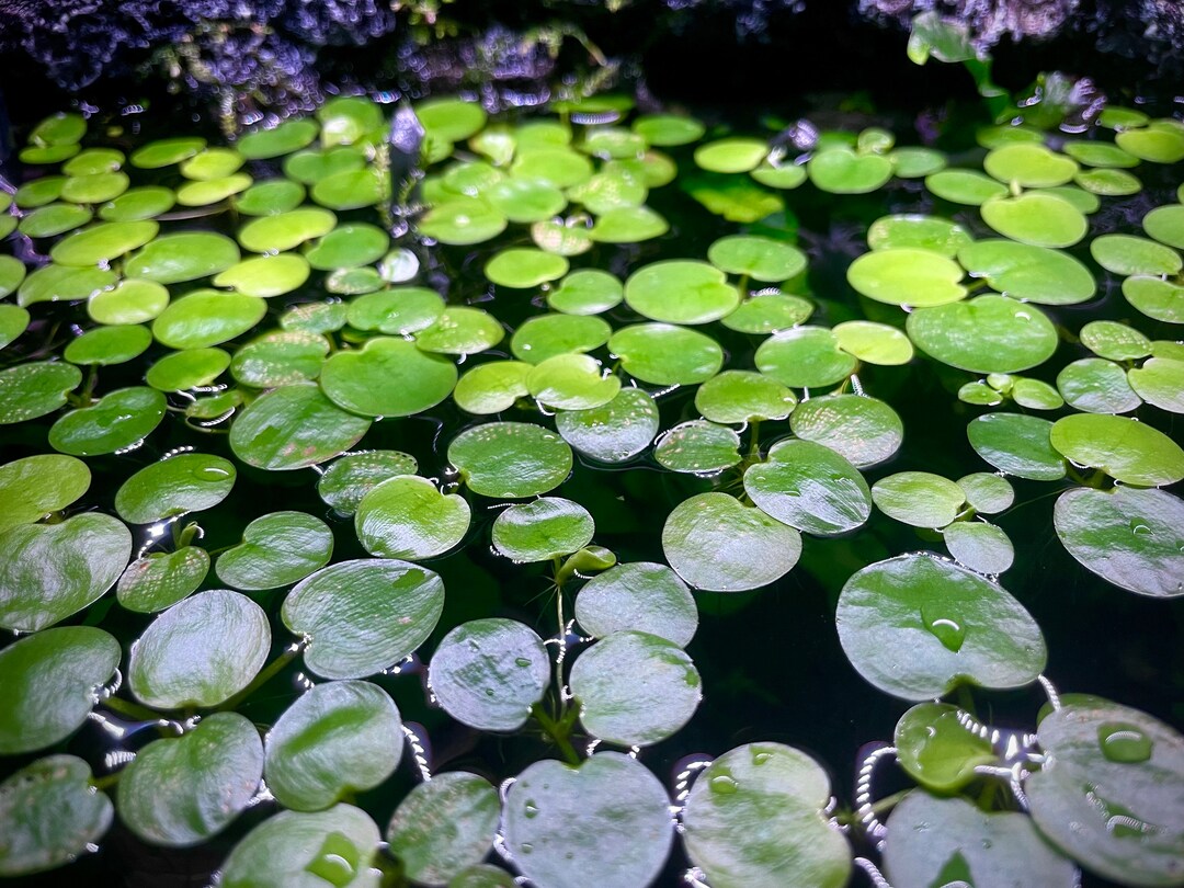 20 Amazon Frogbit Small Baby Aquatic Floating Plants! Limnobium ...