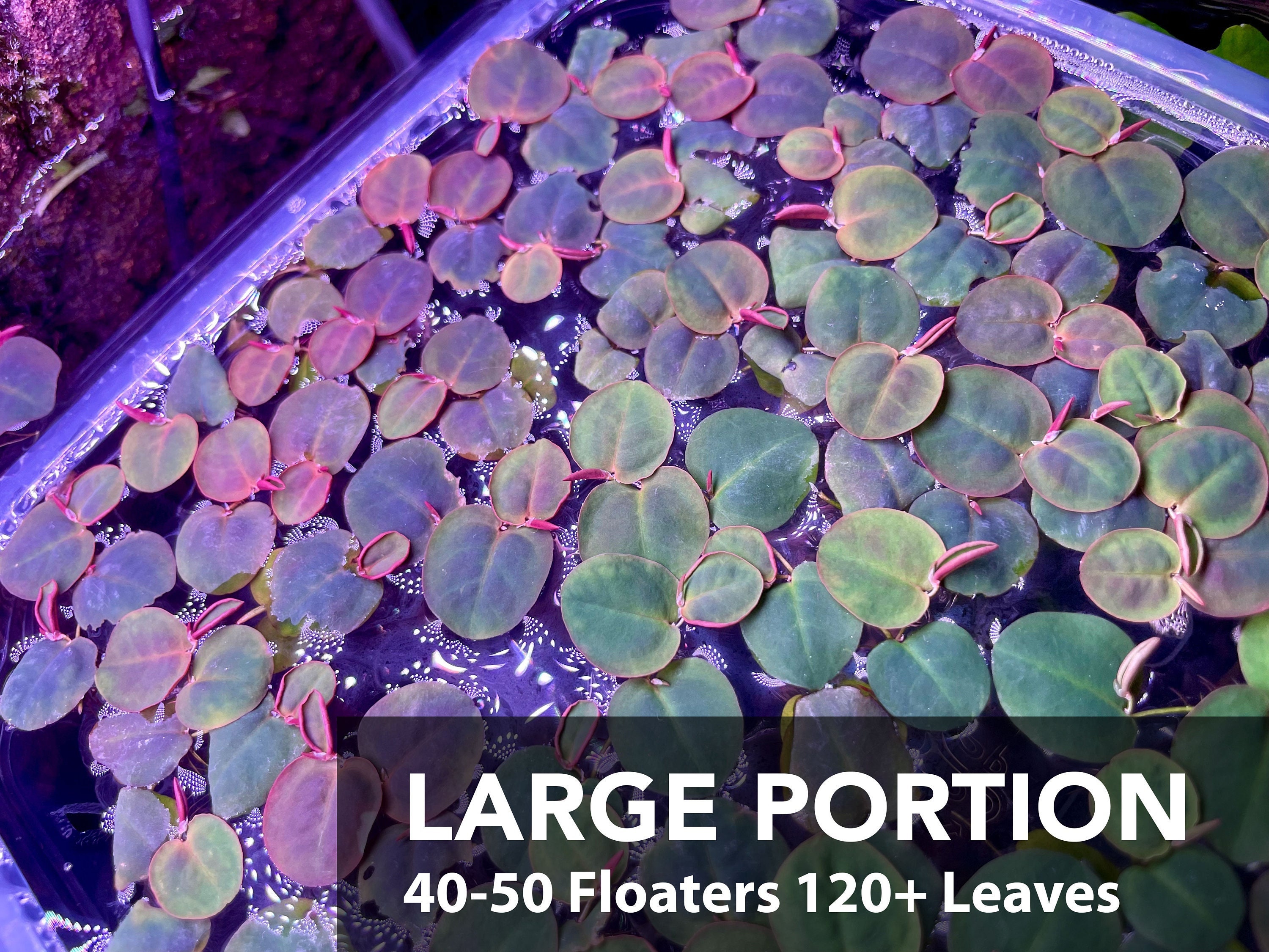 40+ Red Root Floaters (phyllanthus Fluitans) (LARGE PORTION 120+ Leaves ...