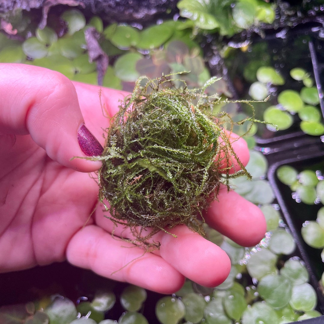 Java Moss Clump (golf Ball Sized Clump) - Etsy