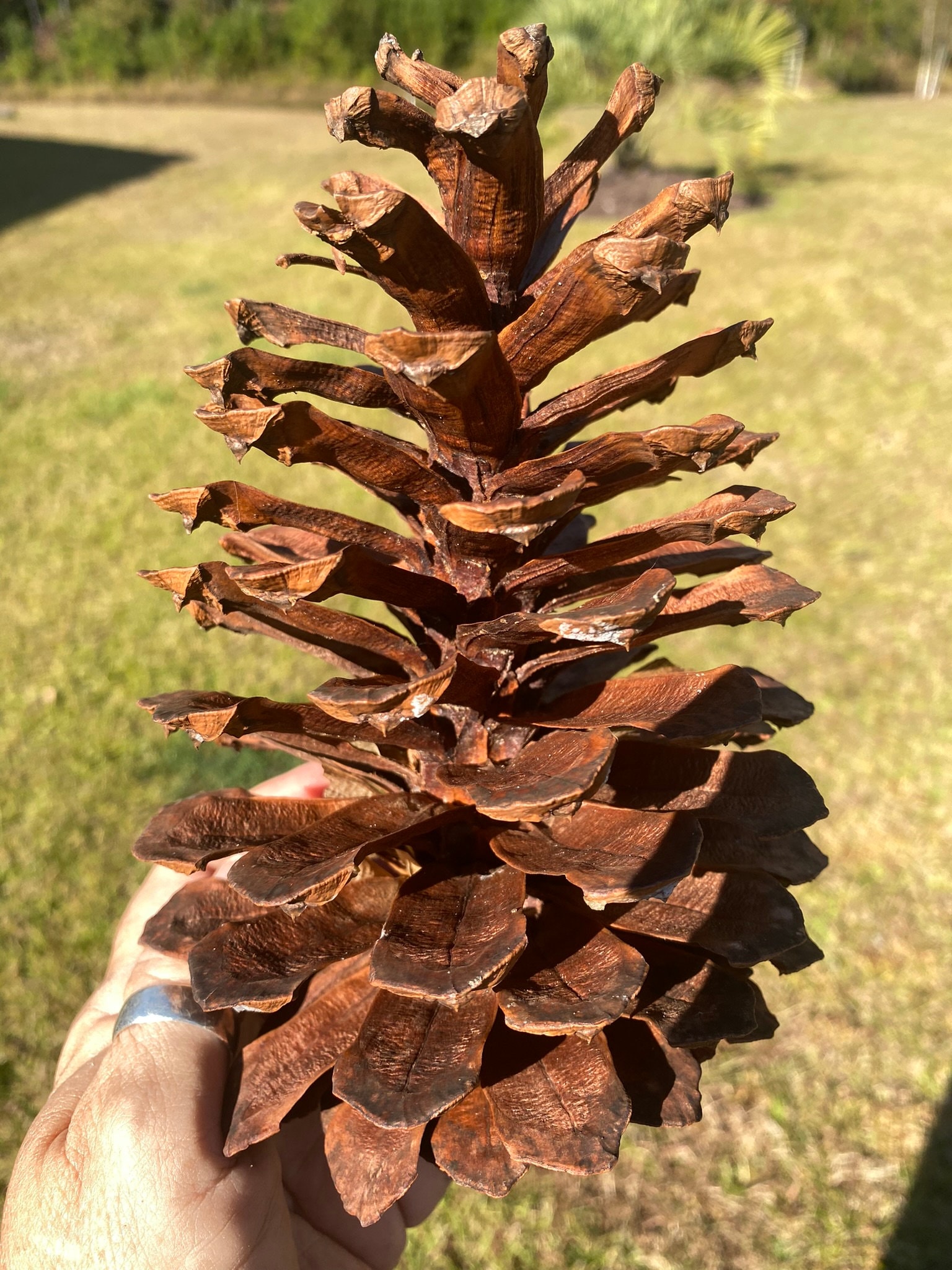 Extra Large Long Leaf Pine Cones From South Carolina - Etsy