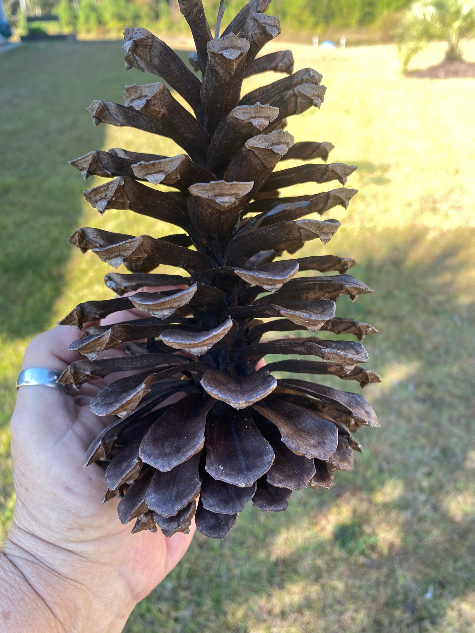 Extra Large Long Leaf Pine Cones From South Carolina - Etsy