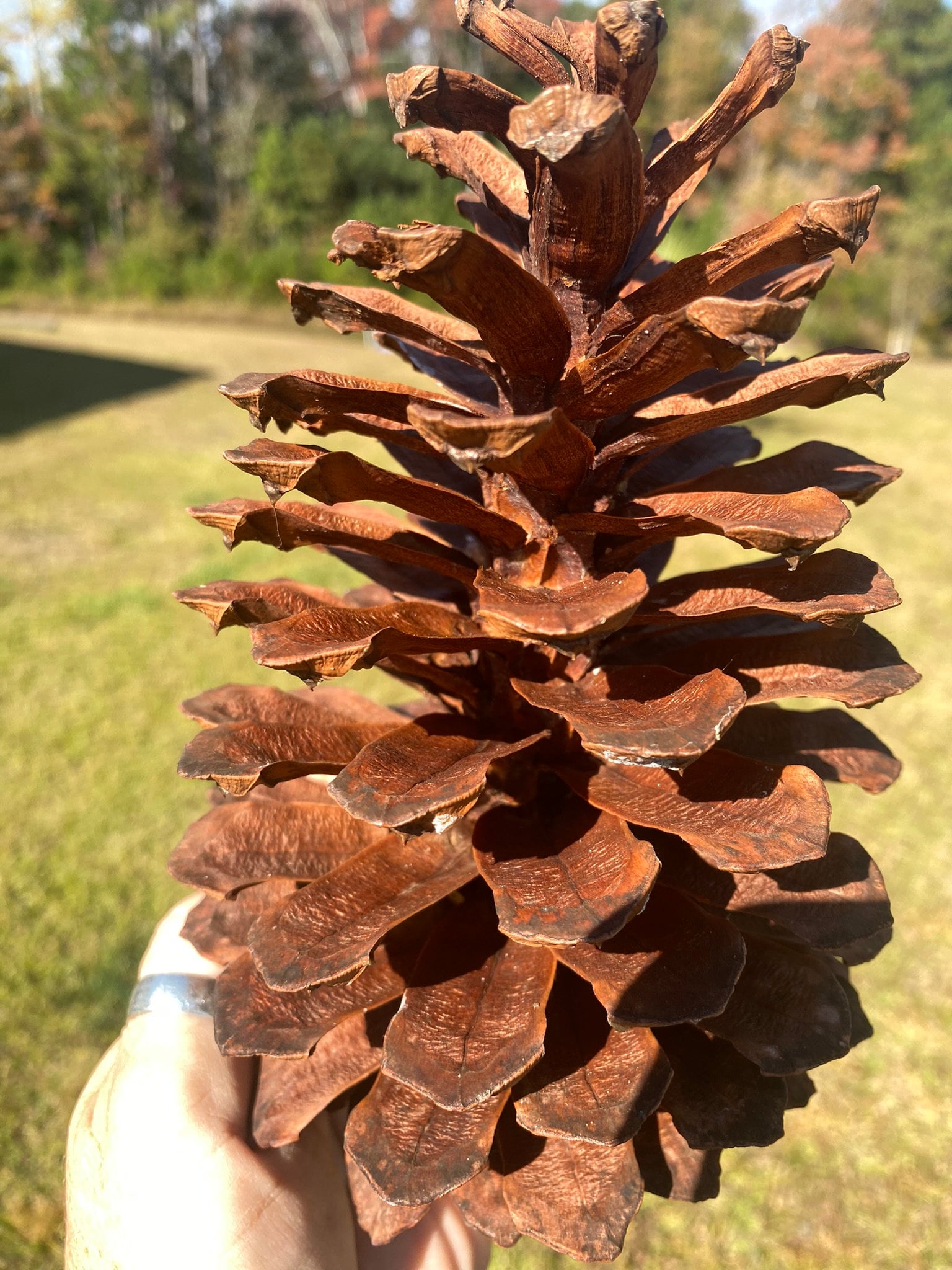 Extra Large Long Leaf Pine Cones From South Carolina - Etsy