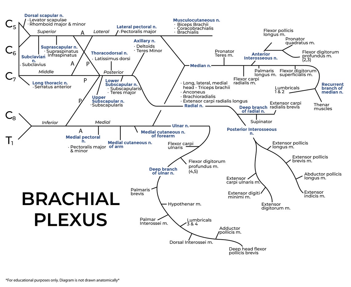 Brachial Plexus Anatomy Study Notes/guide | Digital Download - Etsy