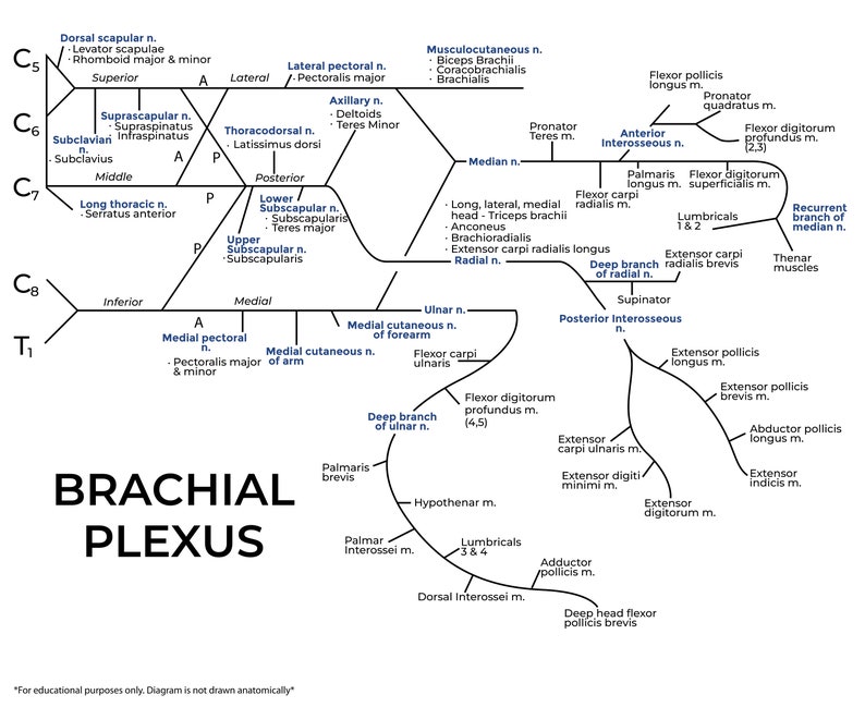Brachial Plexus Anatomy Study Notes/guide | Digital Download - Etsy