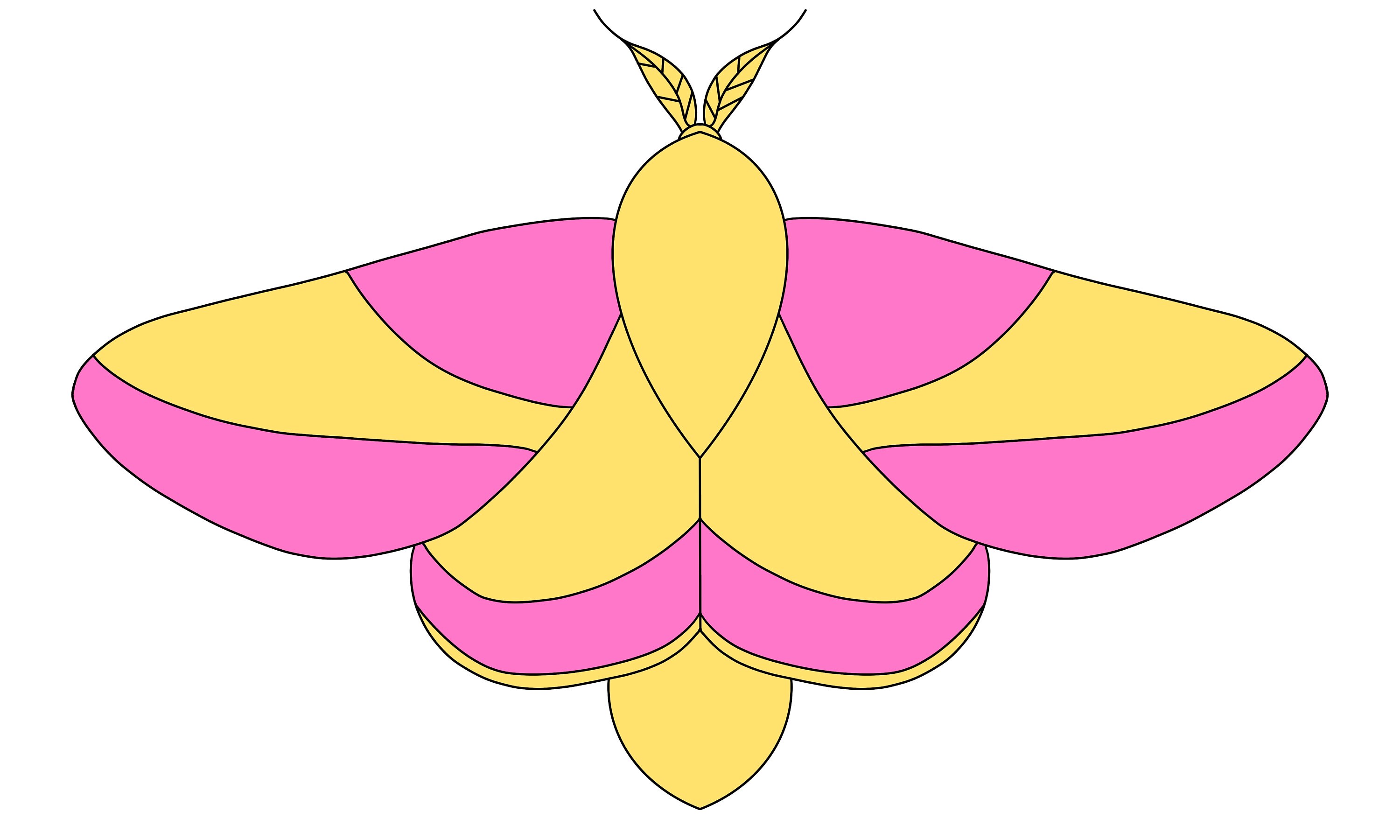 Rosy Maple Moth Stained Glass Pattern - Etsy