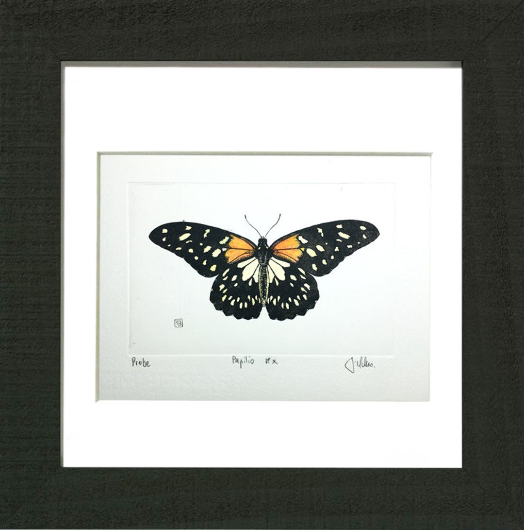 Papilio Rex, the Royal Swallowtail, King Papilio, Butterfly ...