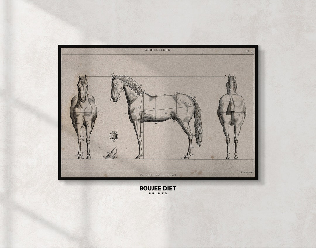 Horse Study Painting Horse Study Art Three Views of Horse Moody Rustic ...