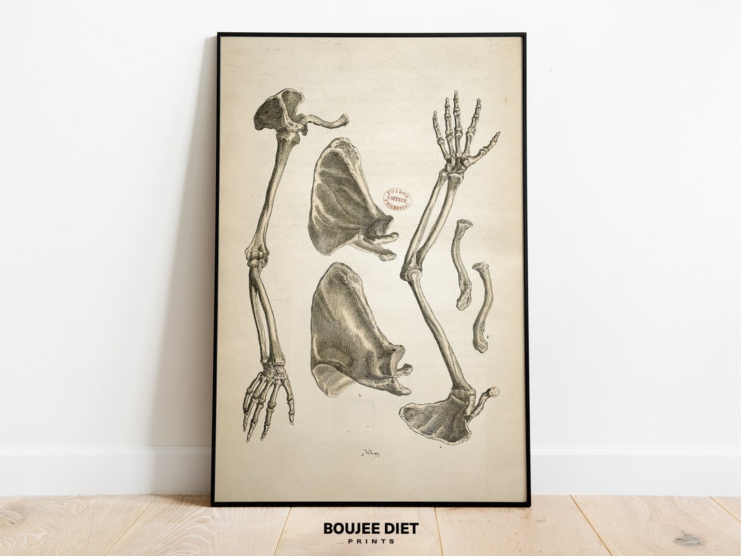 Anatomical Plates Human Anatomy Medical Wall Pictures Human Anatomy ...