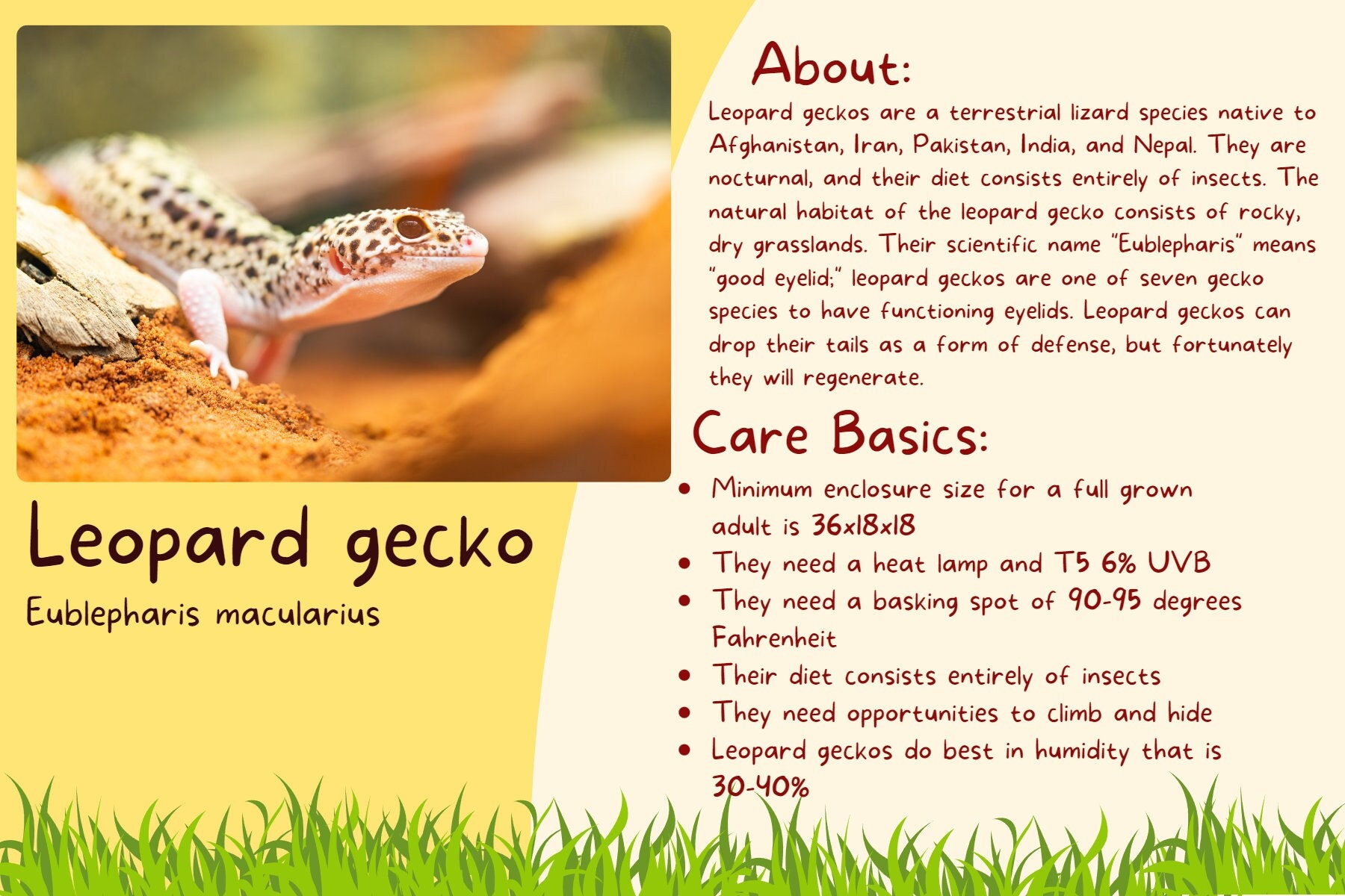 Leopard Gecko Care Card/tank Decal - Etsy