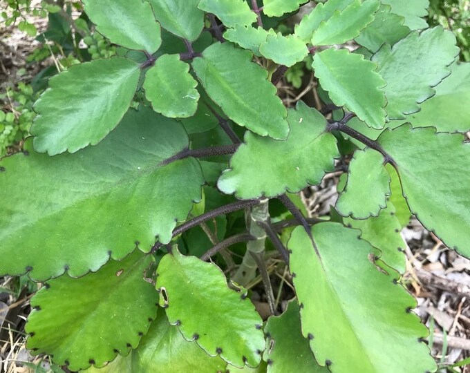 Miracle Leaf rare Miracle Leaf Extract Capsules Organic Kalanchoe ...