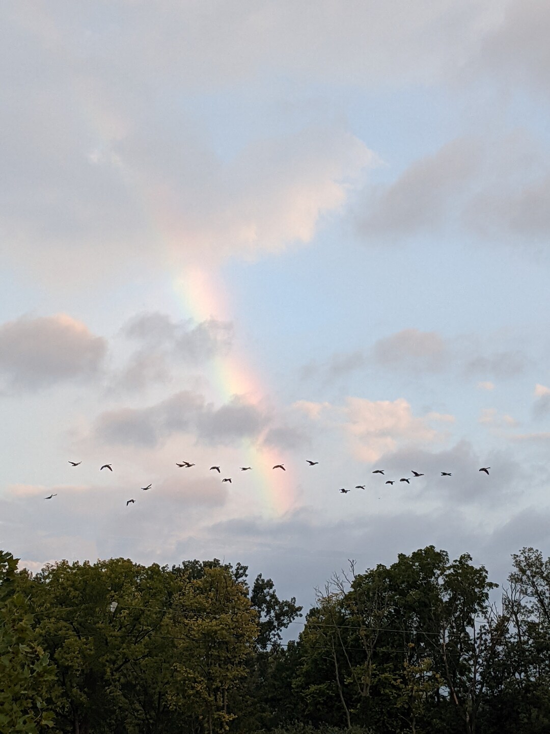 Rainbow Sky With Geese in Flight, Printable Color Photograph Canvas ...