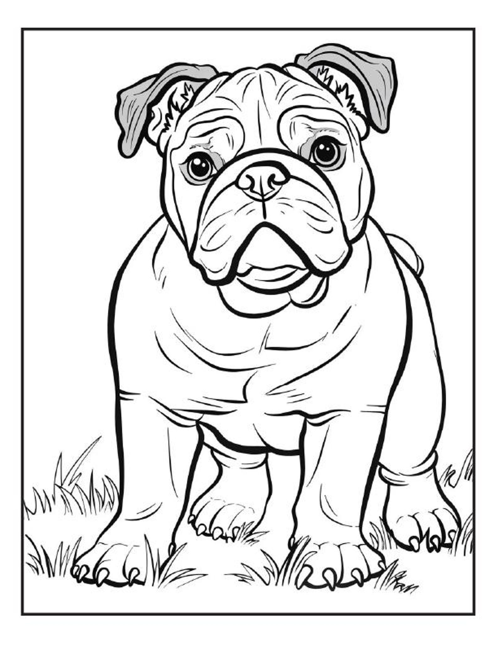 100 Bulldog Coloring Pages, Coloring Book, Adult Coloring Book, Kids ...