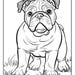 100 Bulldog Coloring Pages, Coloring Book, Adult Coloring Book, Kids ...