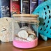 Beach in a Jar/large Jar/pink Sand/sand Dollar/shells/interactive ...