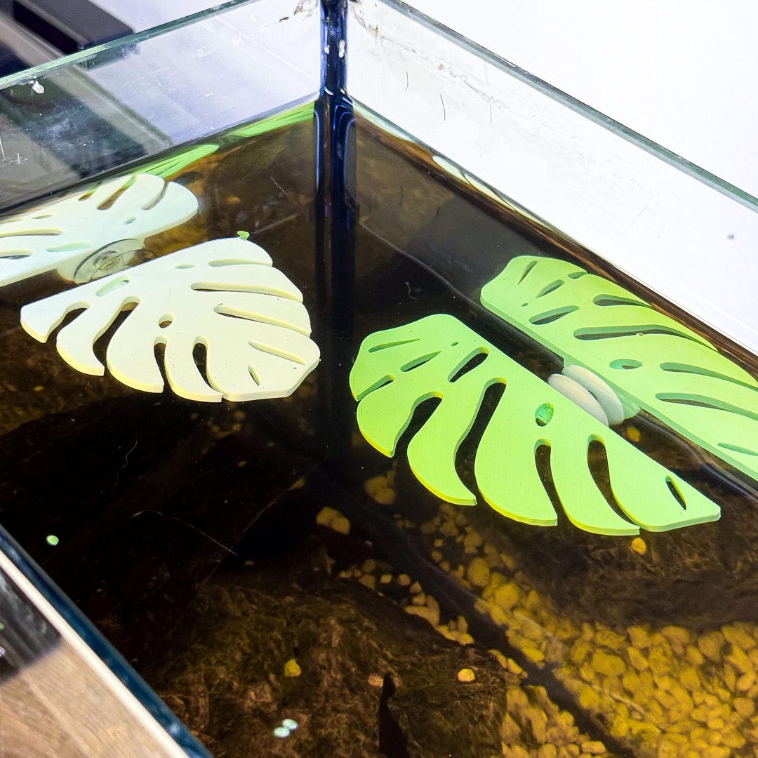 Monstera Leaf Betta Perch / Hammock Betta Decor & Enrichment Suction ...