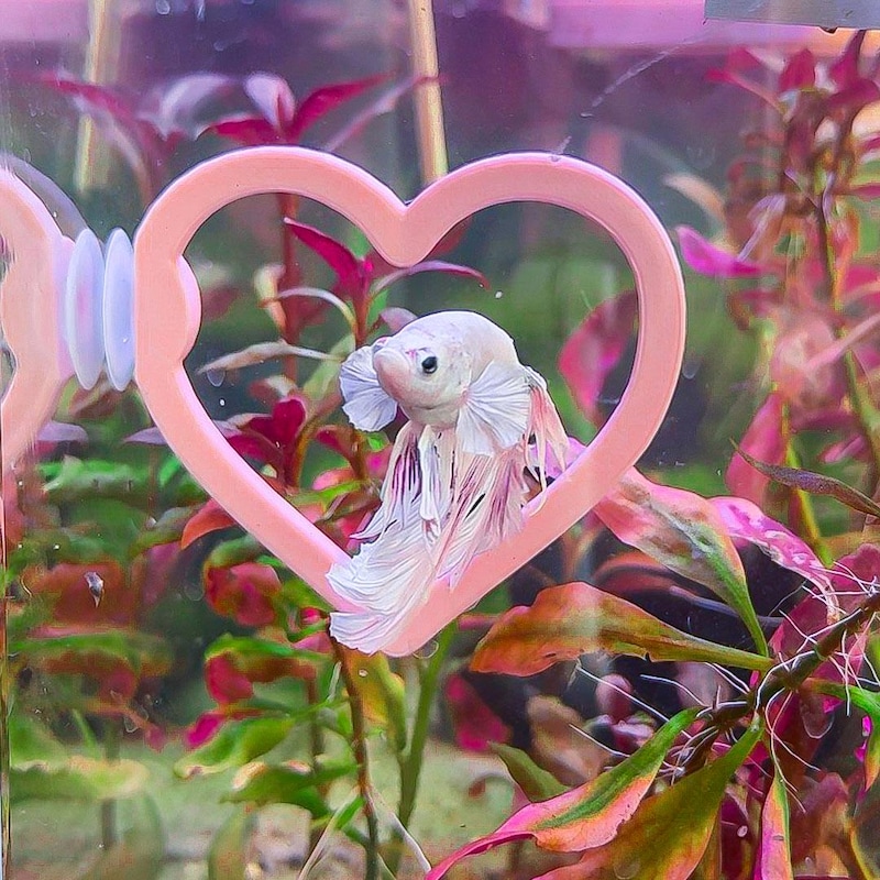 Orange Betta Accessories - Etsy