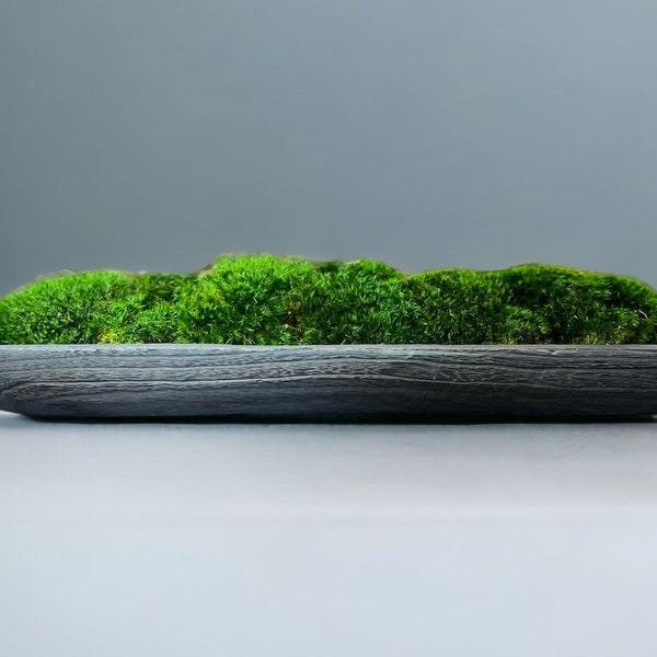 Moss Arrangement - Etsy