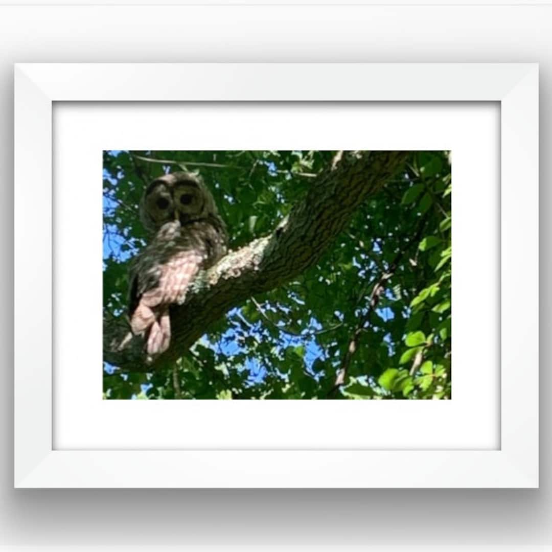 Owl Sitting in a Tree. Owls Symbolize Wisdom, Intelligence, Mystery ...