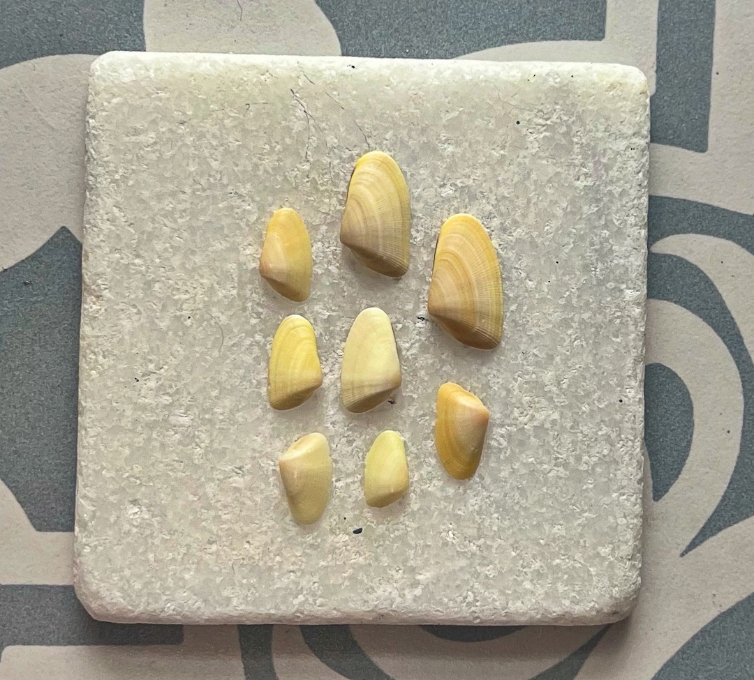 Coquina Clam Shells Yellow Hues for Crafting and Decor - Etsy
