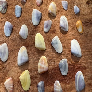 Coquina Clam Shells for Crafting and Decor - Etsy