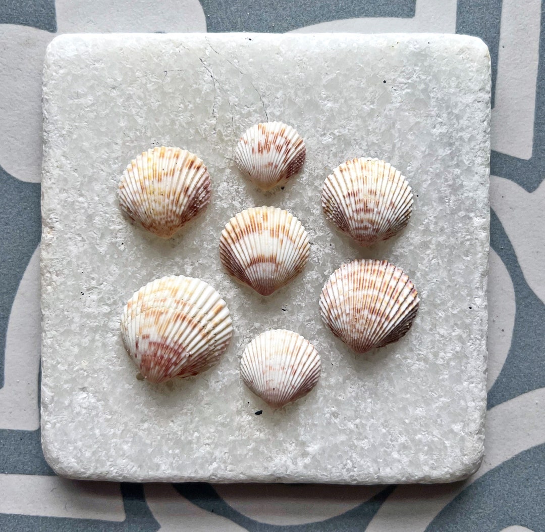 Small Cockle Shells - Purple + Pink Coloring - for Crafting and Decor ...