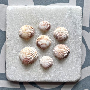 Small Cockle Shells - Purple + Pink Coloring - for Crafting and Decor ...