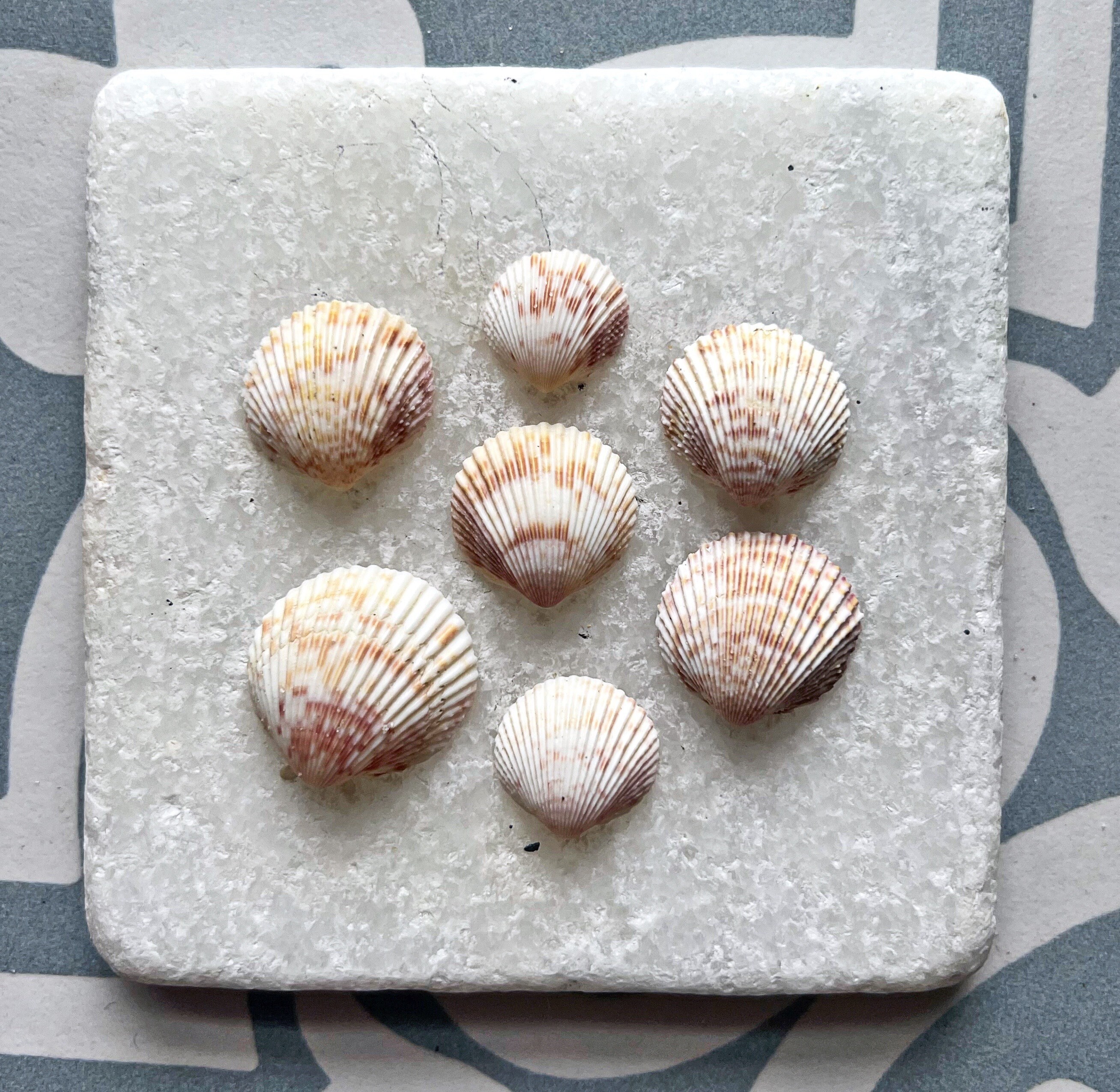 Small Cockle Shells - Purple + Pink Coloring - for Crafting and Decor ...