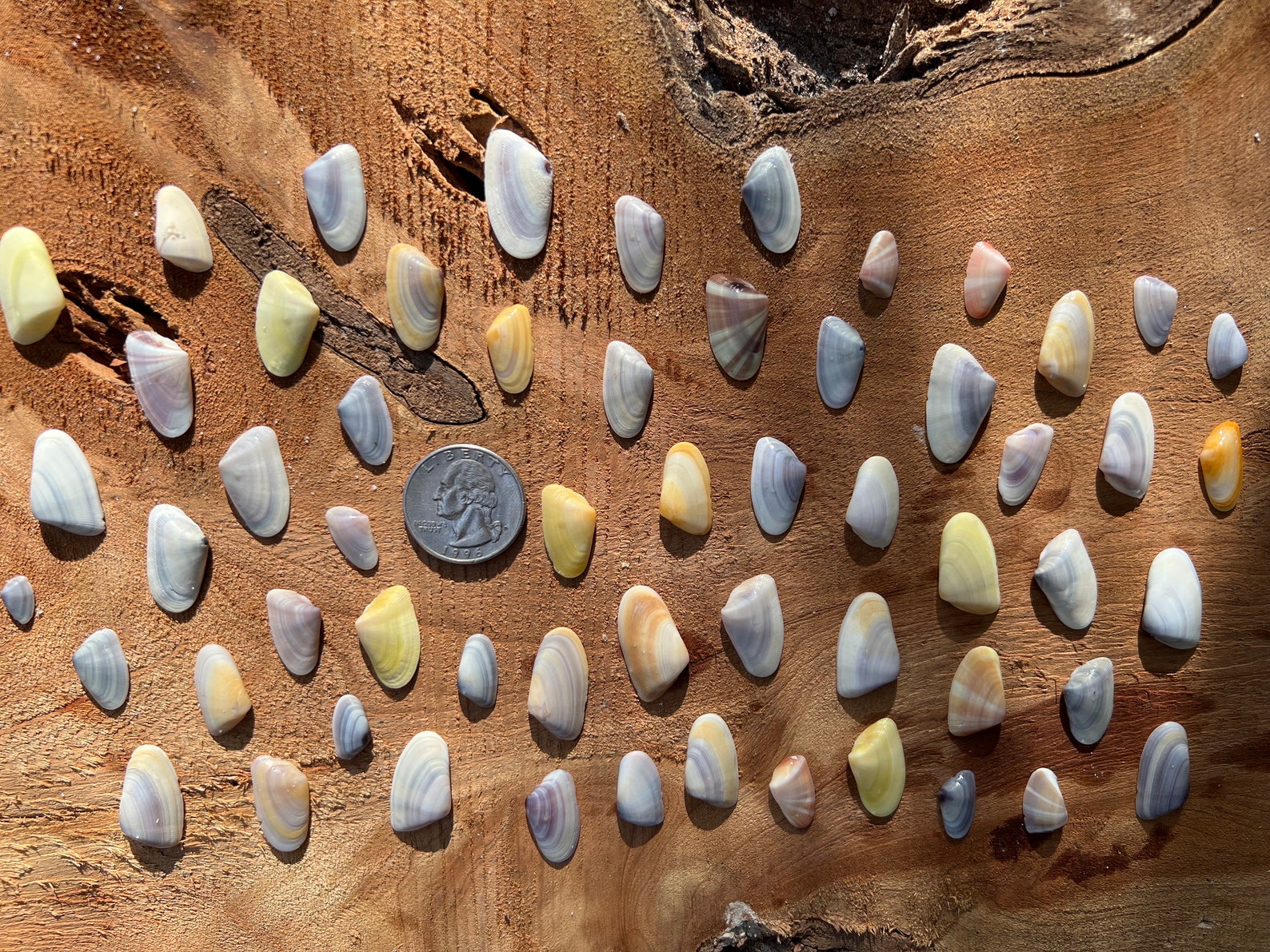 Coquina Clam Shells for Crafting and Decor - Etsy