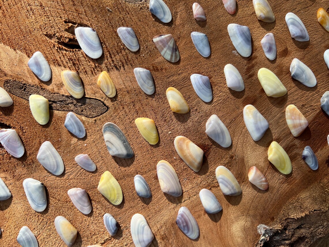 Coquina Clam Shells for Crafting and Decor - Etsy