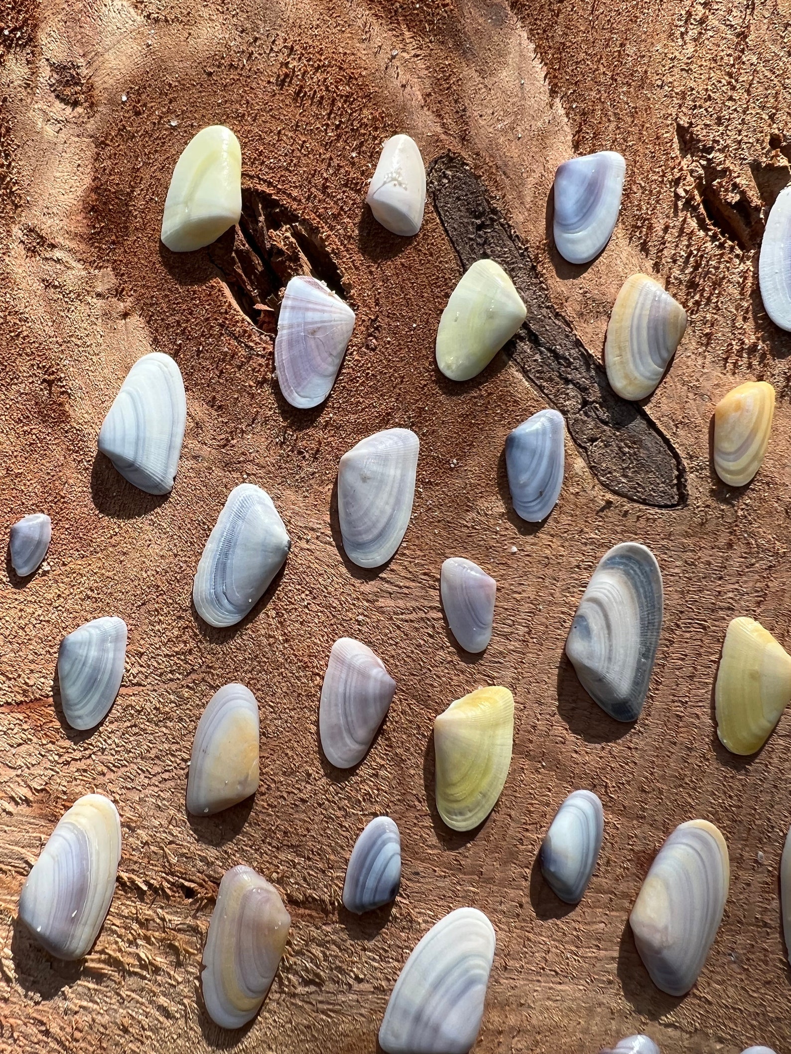 Coquina Clam Shells for Crafting and Decor - Etsy