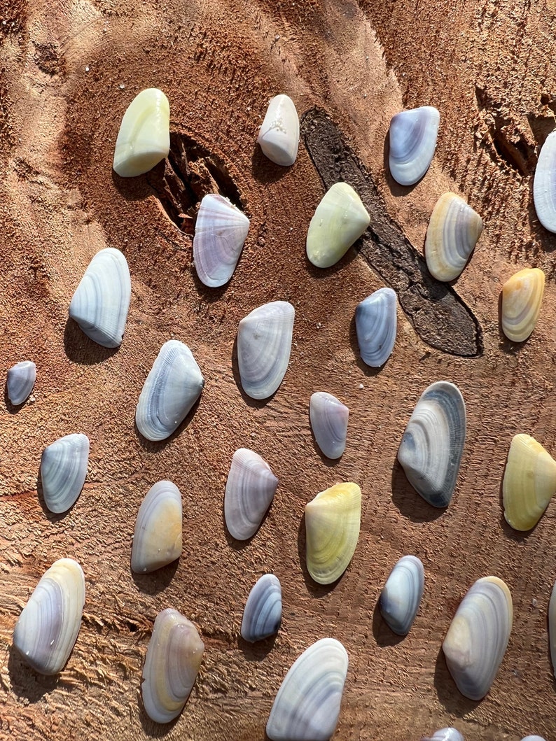 Coquina Clam Shells for Crafting and Decor - Etsy
