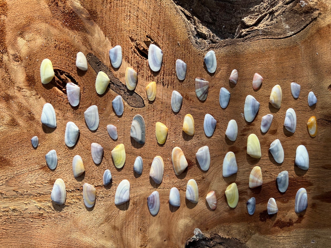 Coquina Clam Shells for Crafting and Decor - Etsy