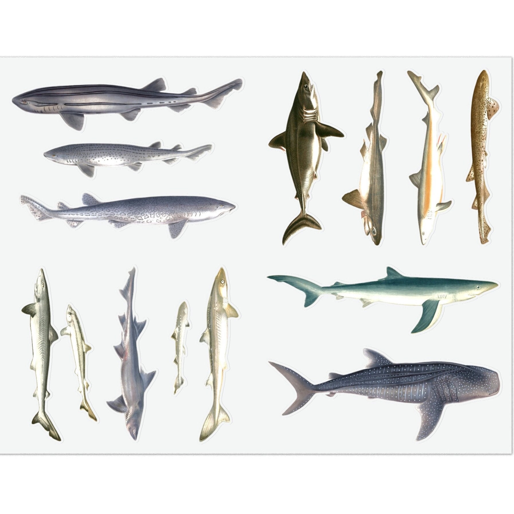 Shark Sticker Sheet, 12 Individual-waterproof, Scratch and UV Resistant ...