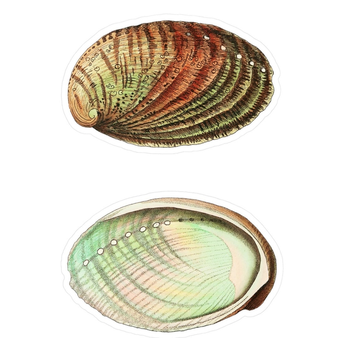 Realistic Abalone Shell Stickers Kiss-cut Sticker-suitable for Both ...