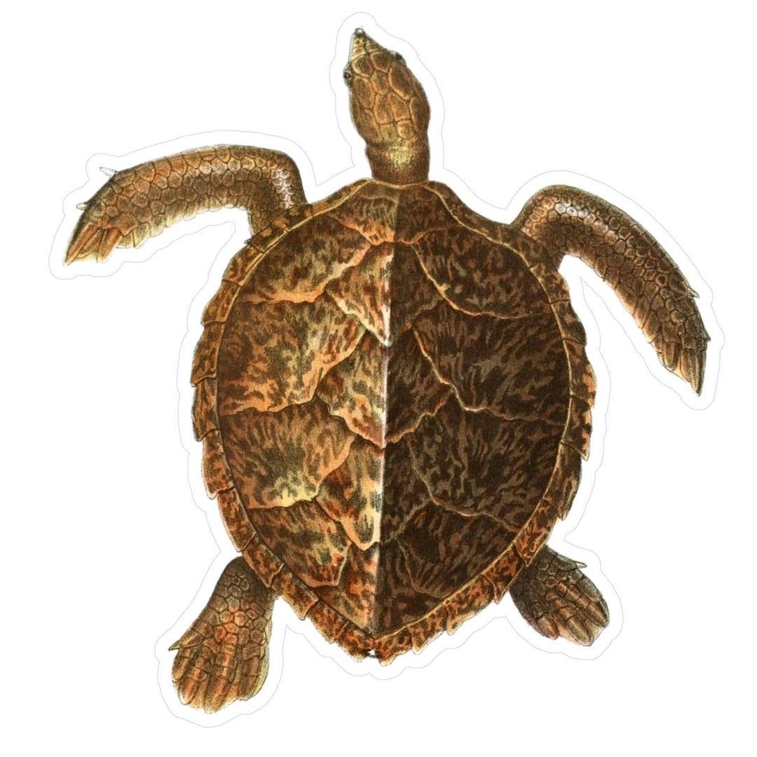 Hawksbill Sea Turtle Sticker - Waterproof, Scratch and UV Resistant ...