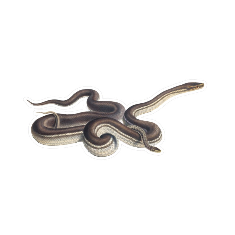 Seychelles House Snake Sticker Printed on Waterproof, Scratch and UV ...
