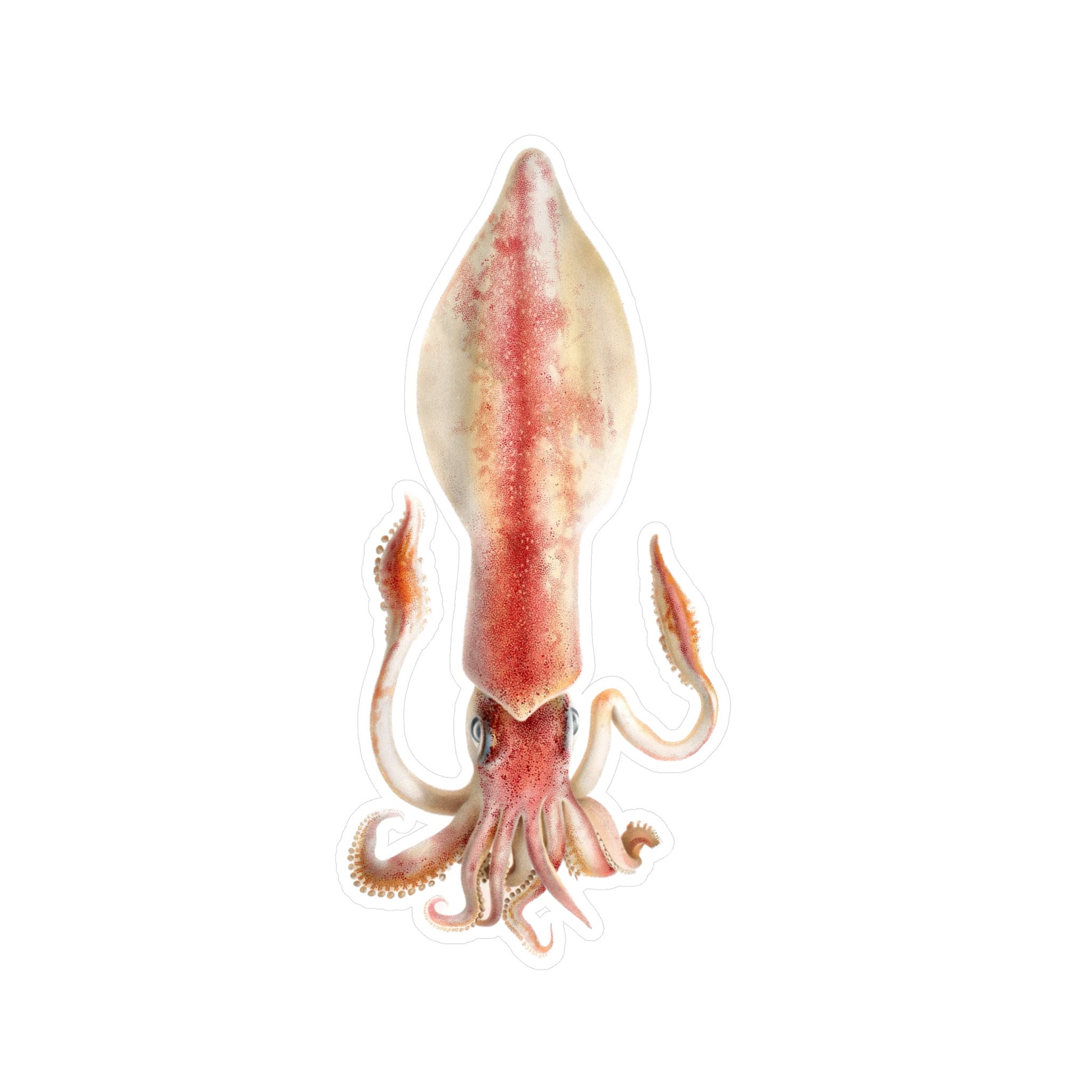 Realistic Vinyl Squid Sticker-kiss-cut, Suitable for Both Indoor and ...