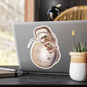 Realistic Nautilus Vinyl Sticker, Nautilus Vinyl Sticker for Laptops ...