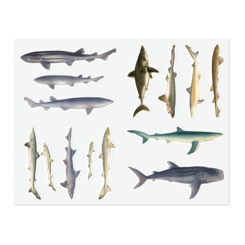 Shark Sticker Sheet, 12 Individual-waterproof, Scratch and UV Resistant ...