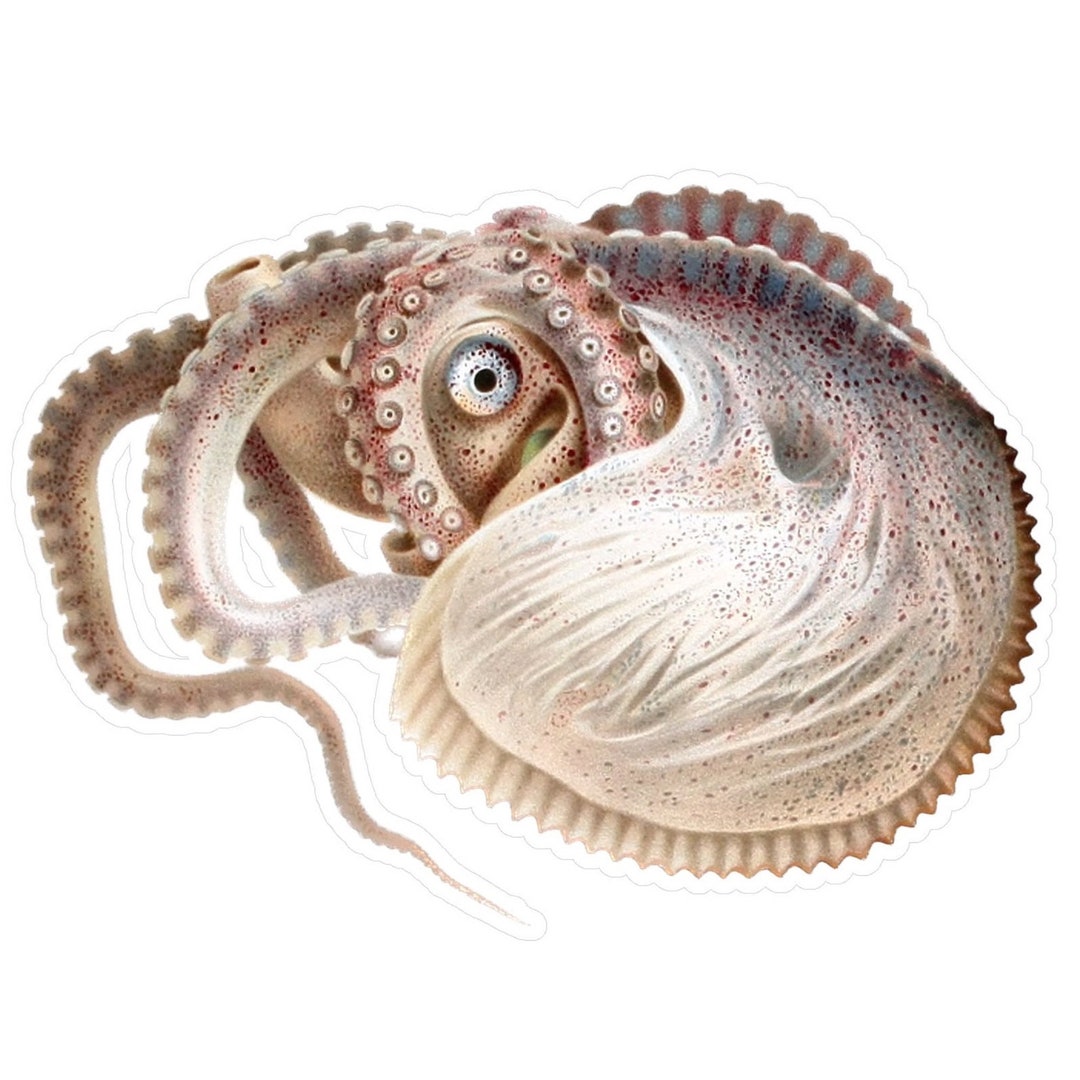 Realistic Nautilus Vinyl Sticker, Nautilus Vinyl Sticker for Laptops ...