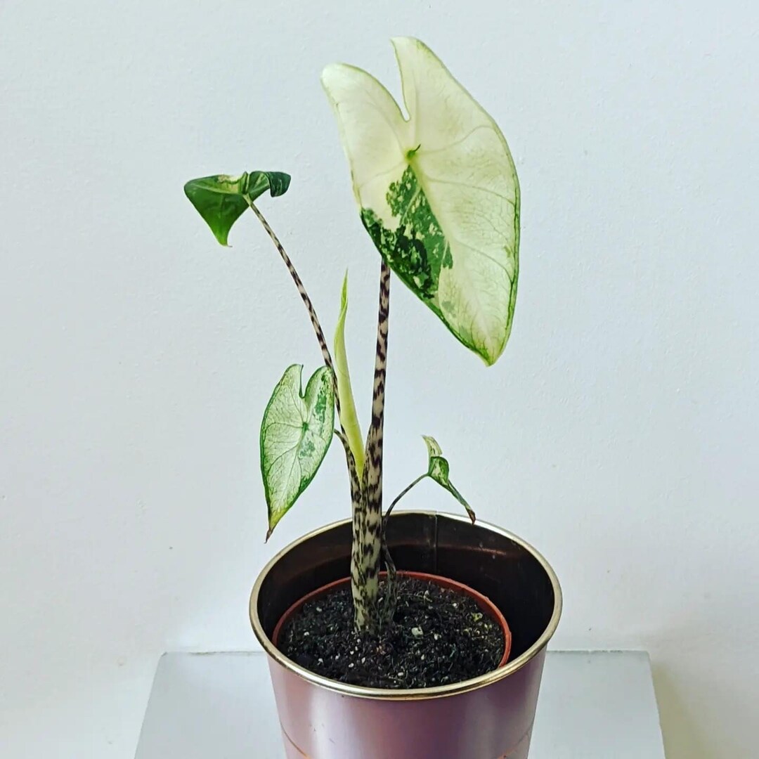 Rare Alocasia Variegated ALBO Zebrina Sabrina Rhizome Bulb - Etsy