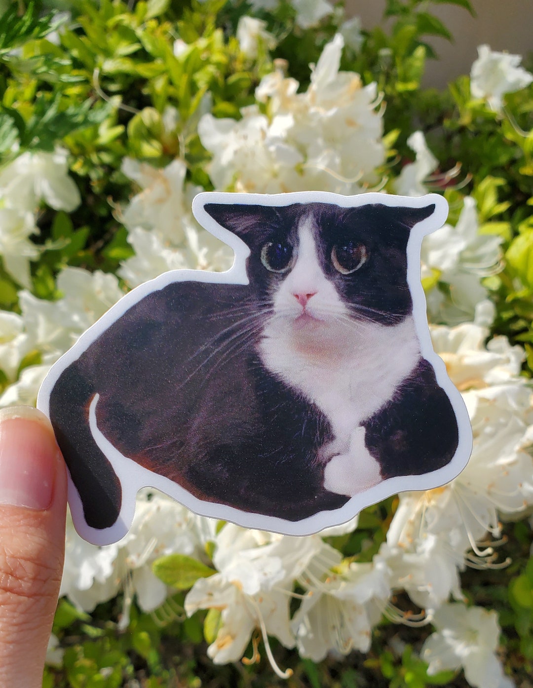 Rocky Approves Tuxedo Cat Sticker Vinyl Waterproof | Thumbs up Funny ...