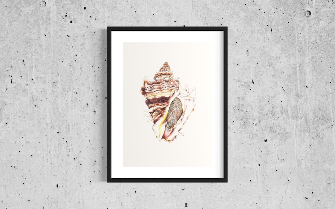 Crown Conch Shell Art - Etsy